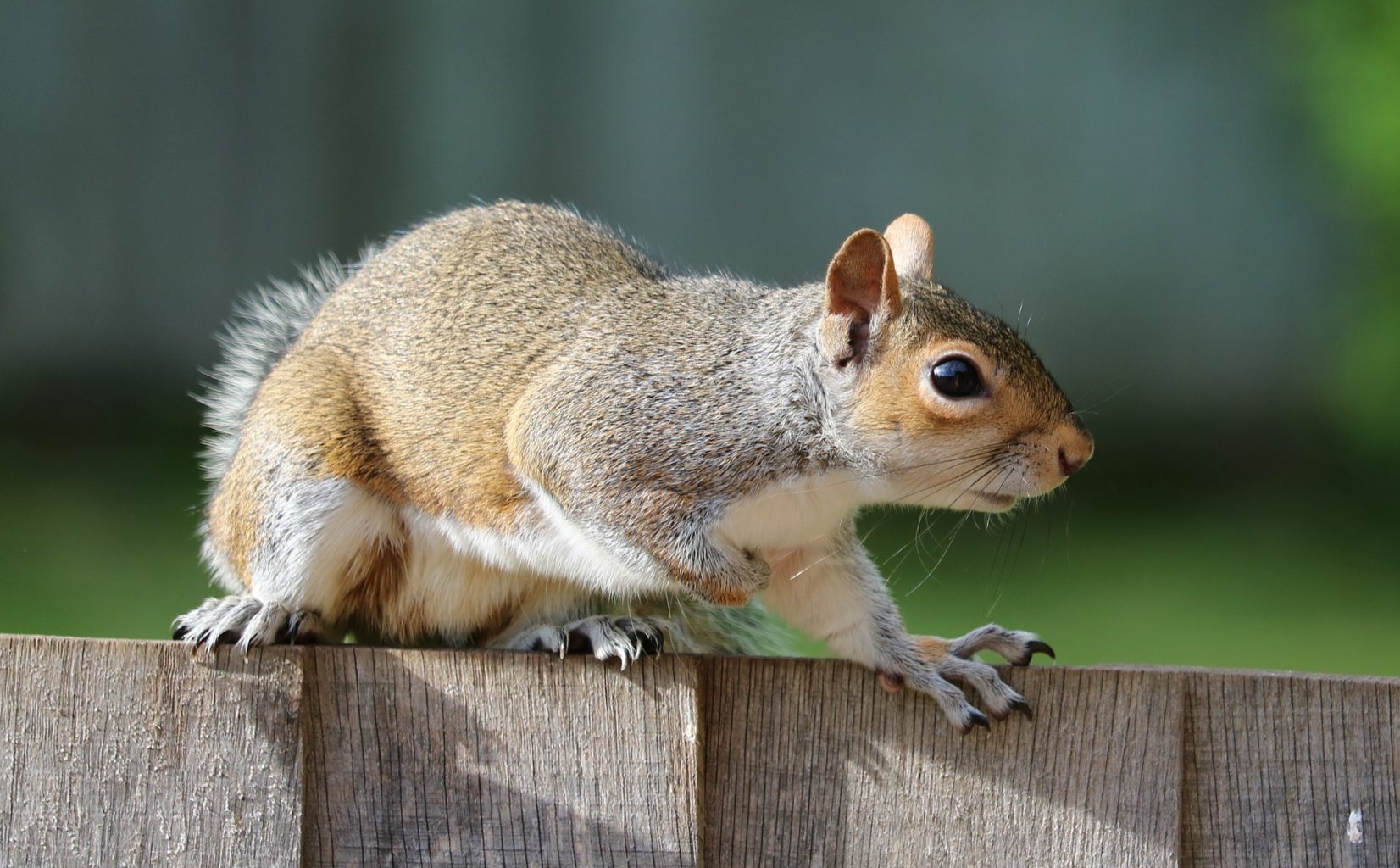 UCLA Students Help Baby Squirrel Jump Over Wall on BruinWalk — Stuff in LA